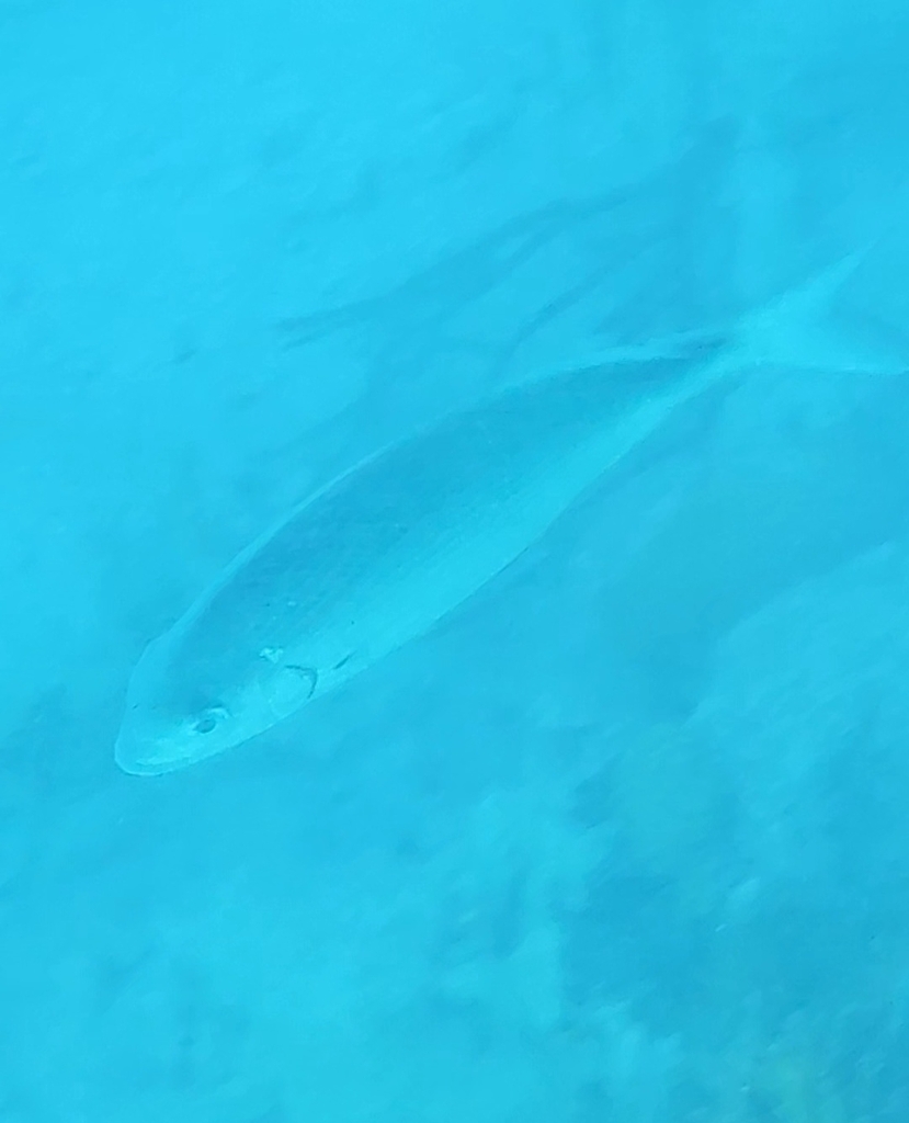 Green Jobfish from Bermuda Triangle on November 10, 2023 at 09:41 AM by ...