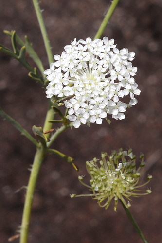 Trachymene anisocarpa · iNaturalist United Kingdom