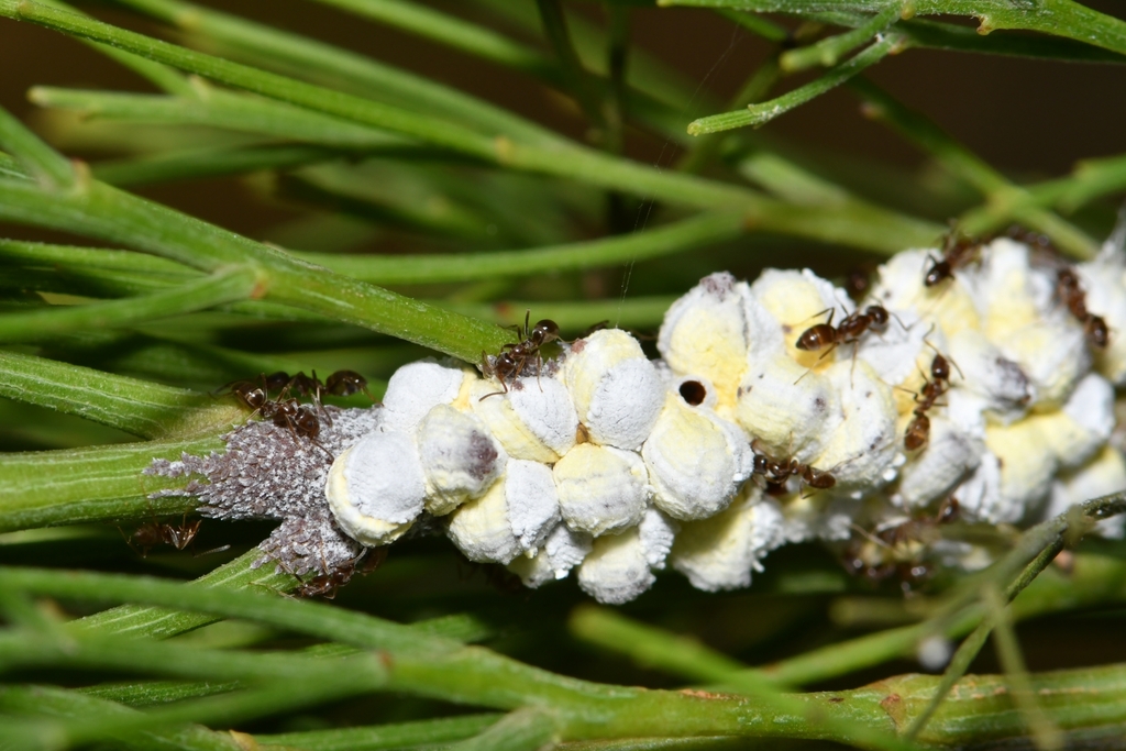 Scale Insects from Frankston South VIC 3199, Australia on November 13 ...