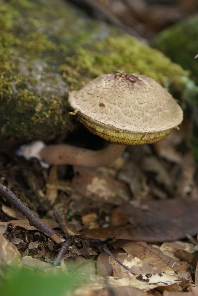Boletellus from 28783 Col., México on July 30, 2008 at 01:41 PM by ...