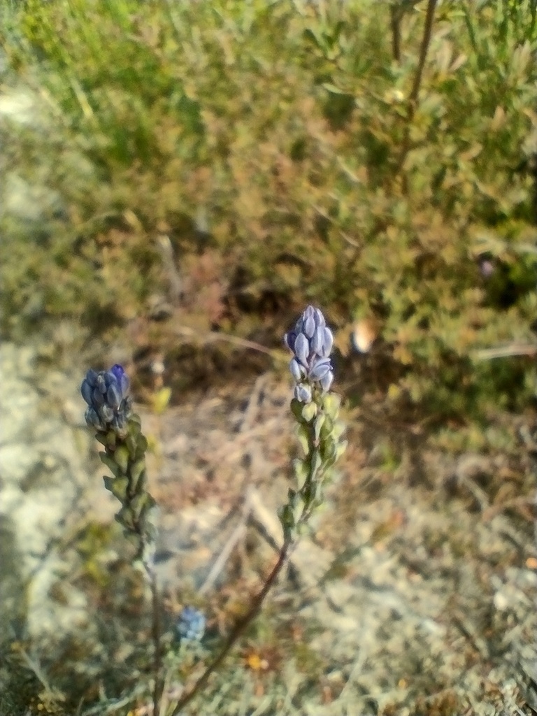 Blue Spike Milkwort from Deep Creek SA 5204, Australia on November 19 ...