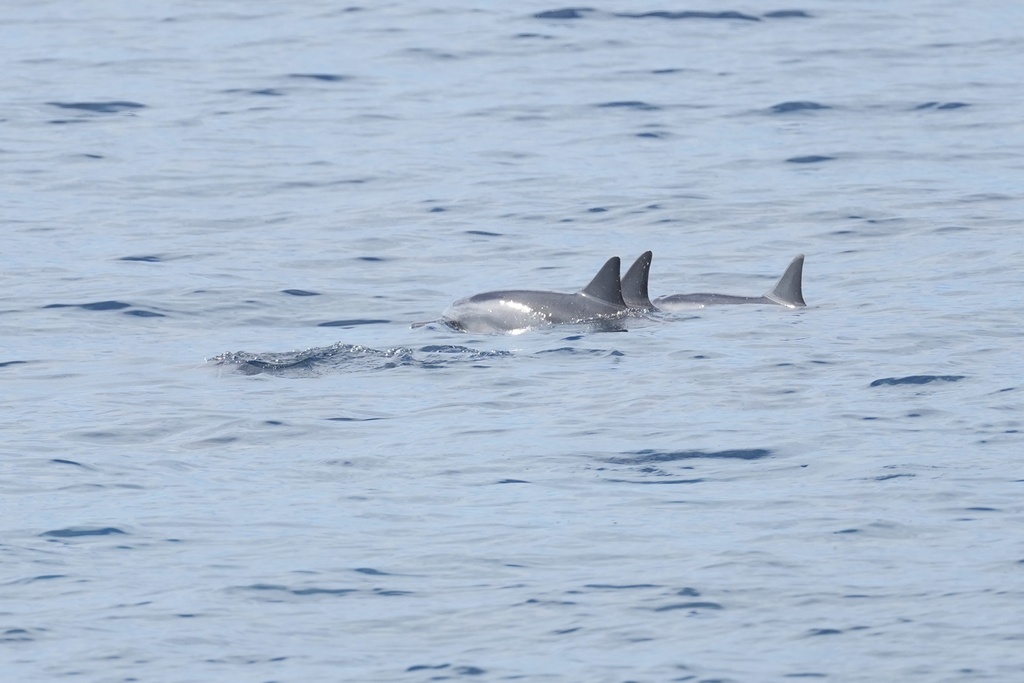 Spinner Dolphin from 北太平洋, HI, US on November 18, 2023 at 10:02 AM by ...