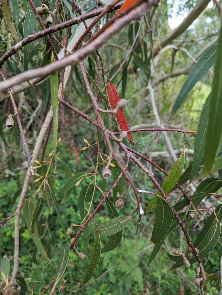 mountain grey gum from Apollo Bay VIC 3233, Australia on November 12 ...