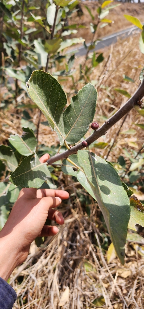 Sandpaper Fig from Gregors Creek QLD 4313, Australia on October 27 ...
