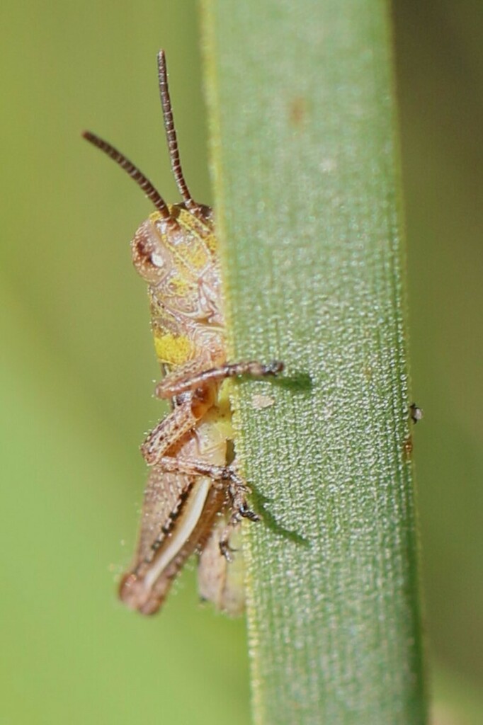 Short-horned Grasshoppers from Fords Rd, Gruyere VIC 3770, Australia on ...