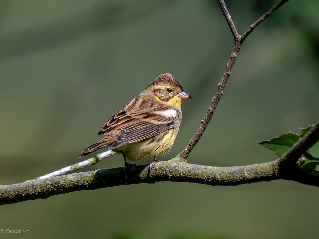 Yellow-breasted Bunting in November 2023 by Oscar Ho · iNaturalist