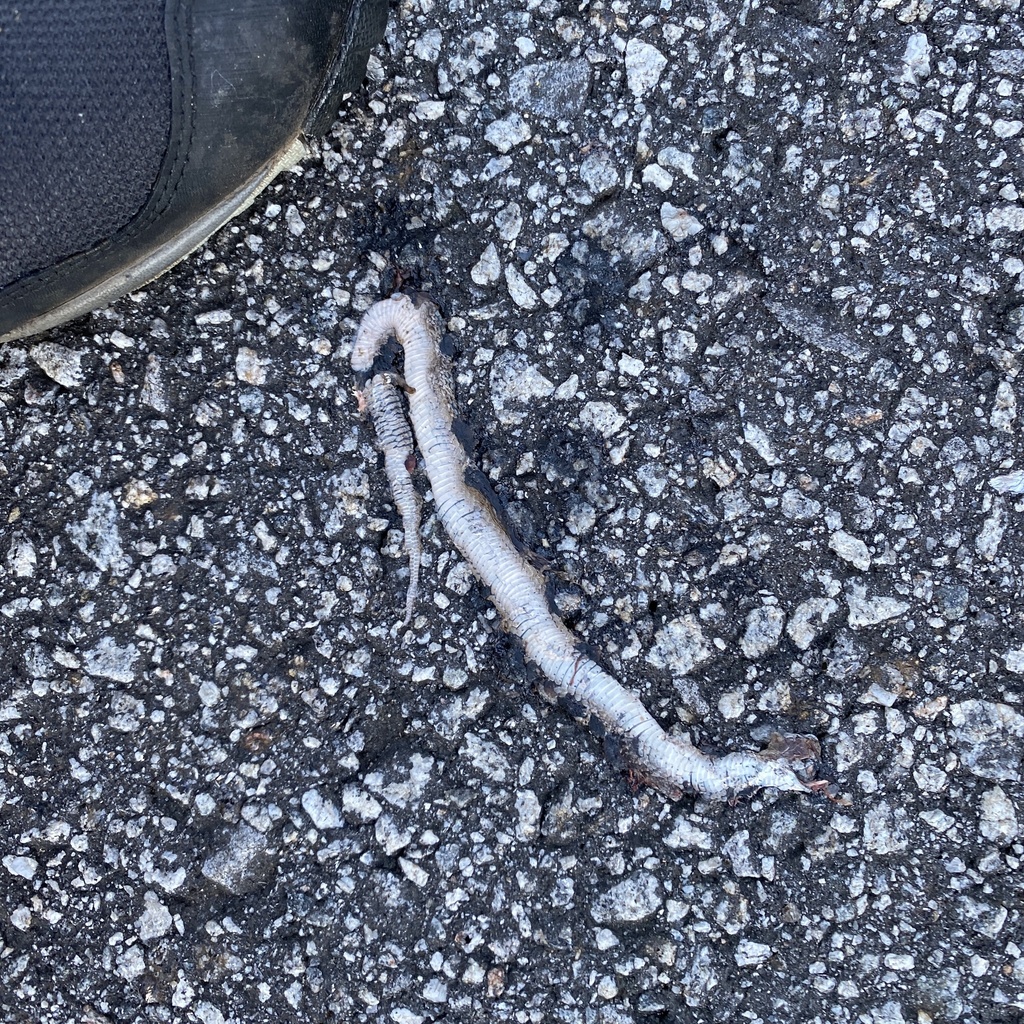 DeKay's Brownsnake from Barnett Shoals Rd, Athens, GA, US on November ...