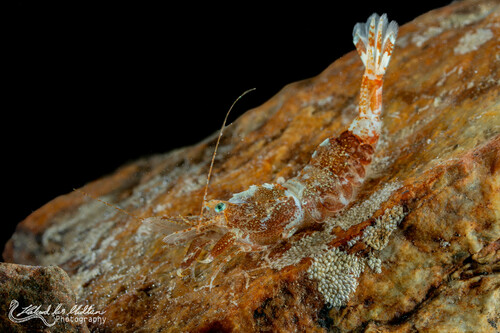 Sabinea sarsii · NaturaLista Colombia