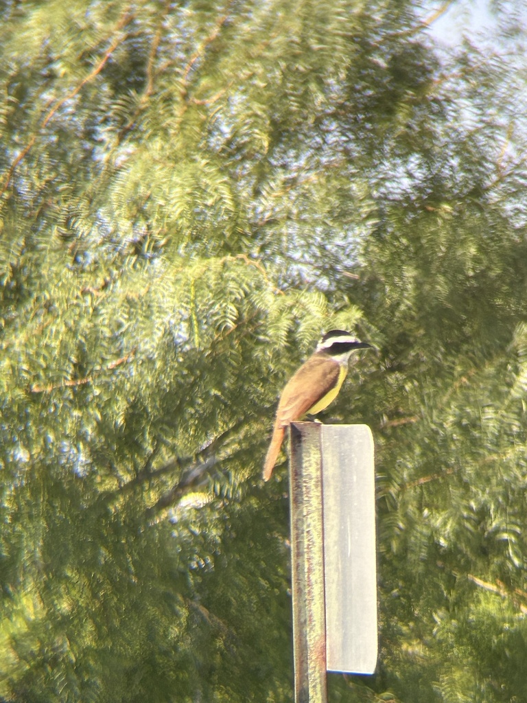 Great Kiskadee from Jackson St, Zapata, TX, US on November 18, 2023 at ...