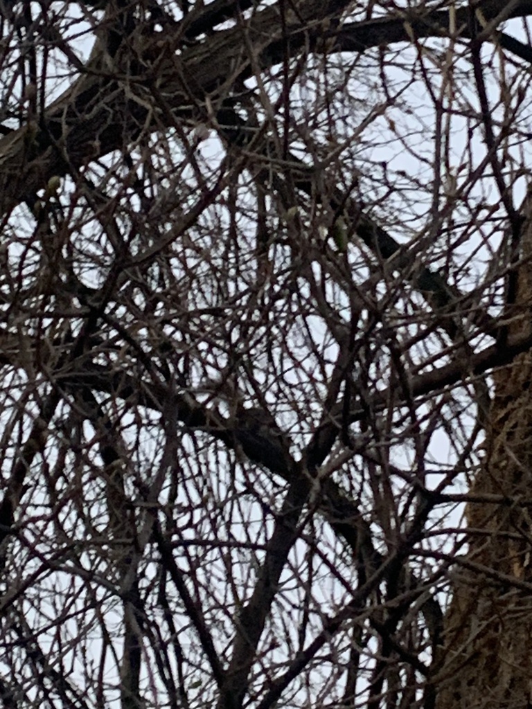 Eastern Gray Squirrel from Washington St NE, Minneapolis, MN, US on ...