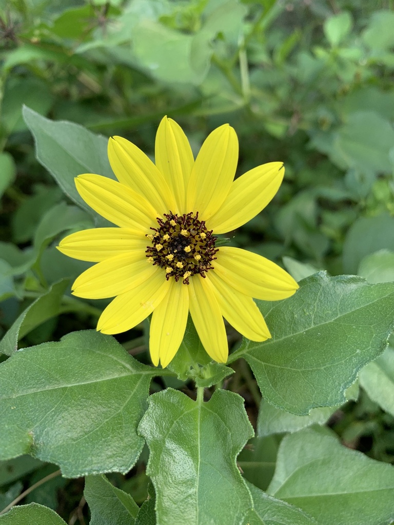 cucumberleaf sunflower in November 2023 by ete · iNaturalist