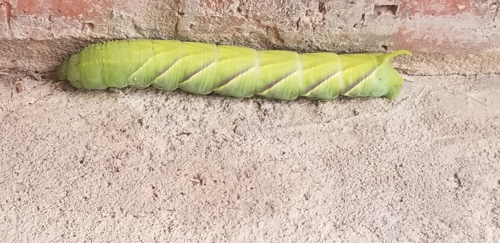 Rustic Sphinx from Glen Rose, TX, USA on November 19, 2023 at 08:11 AM ...