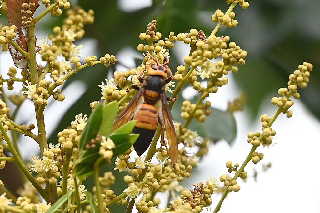Southern Giant Hornet from 流水響 on March 27, 2019 at 10:06 AM by WK ...