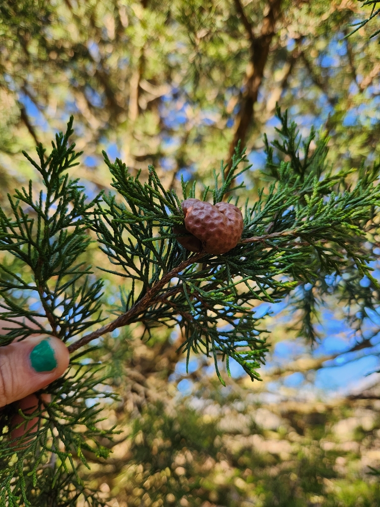 juniper-apple rust from Reynoldsburg, OH, USA on November 19, 2023 at ...