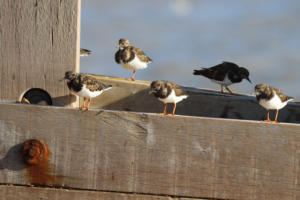 Ruddy Turnstone from East Sussex, UK on November 15, 2023 at 11:43 AM ...
