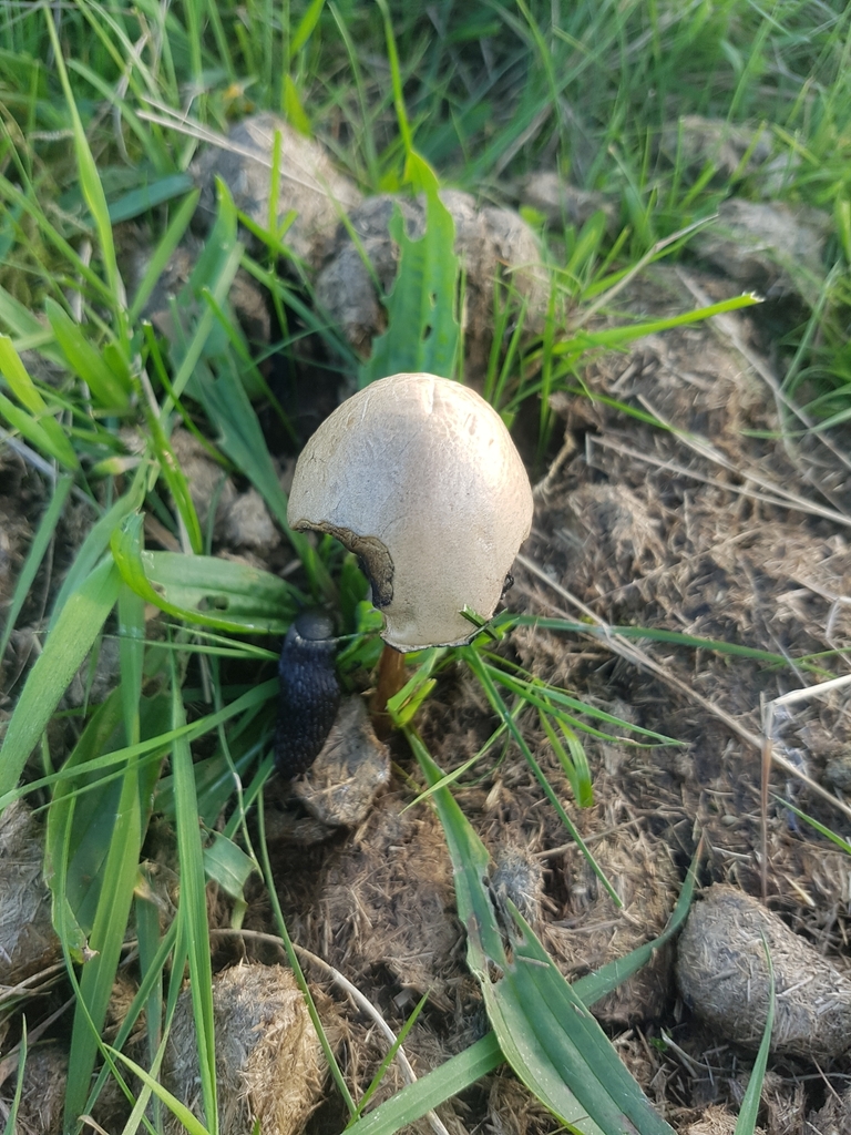 Shiny Mottlegill from Lee Terrace, Shotton Colliery, Durham DH6 2JE, UK ...