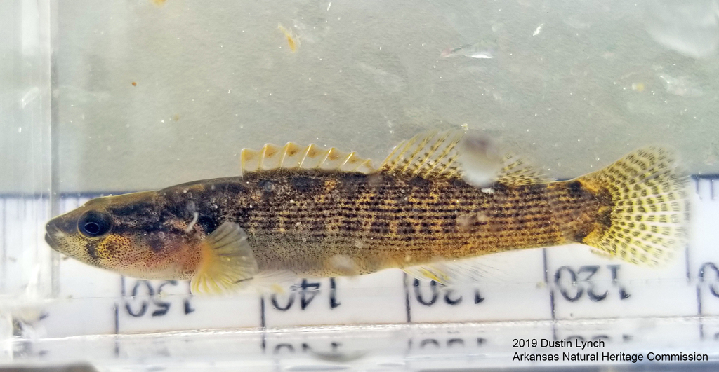 Fantail Darter from Maumelle River - Hwy 9 crossing south of Williams ...