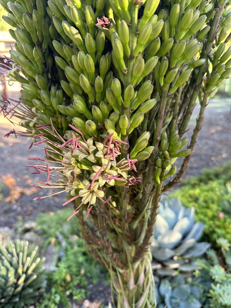 century plants from Springdale St, Sebastopol, CA, US on November 19 ...