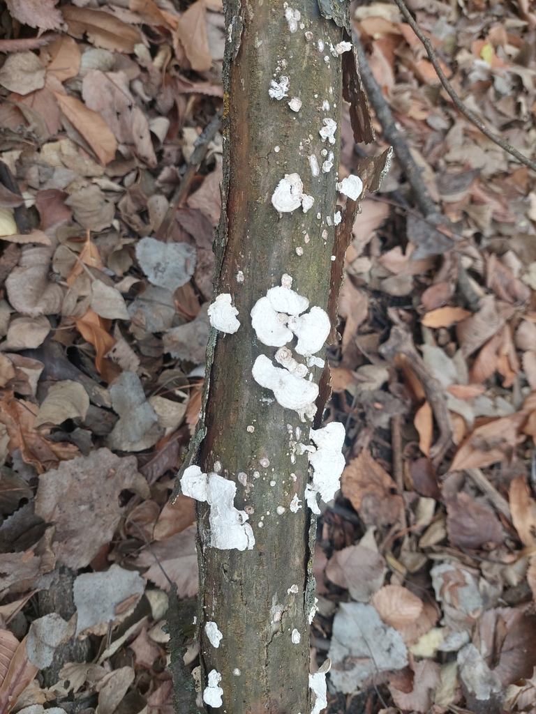 Fungi Including Lichens from Independence, MO 64057, USA on November 19 ...