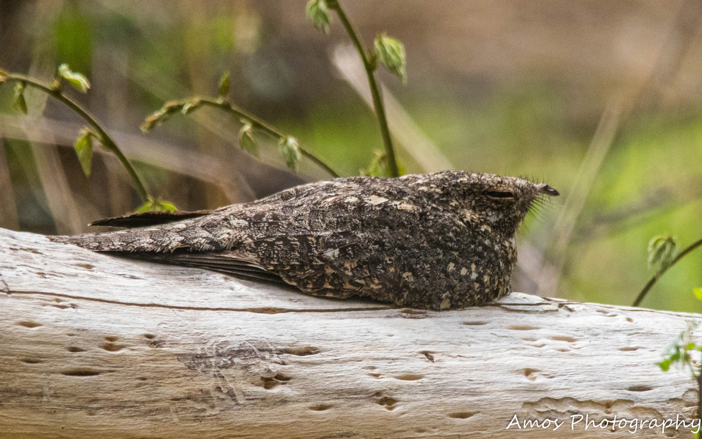 Freckled Nightjar from Bariadi, TZ on November 19, 2023 at 10:45 AM by Amos Pampy Hardecker ...