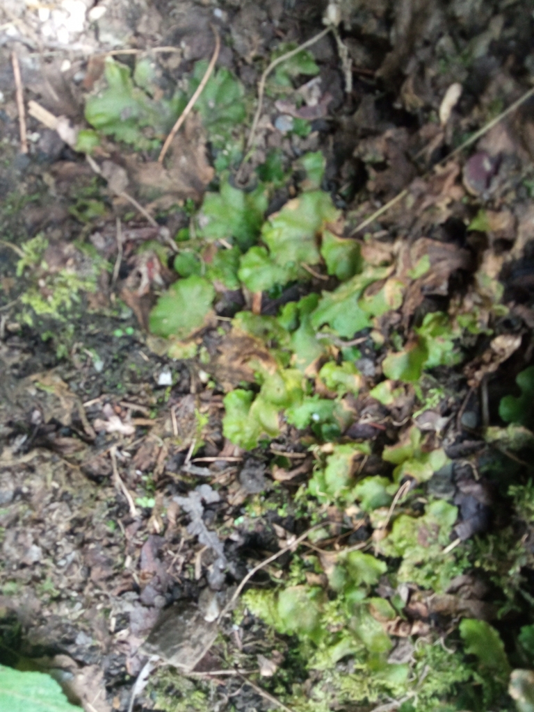 Monoclea gottschei from XR72+4XC Parque Universitario de Educación ...