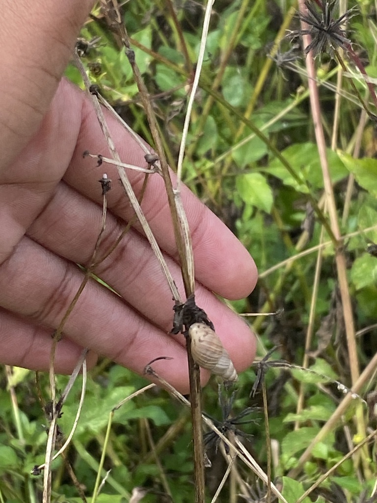 Ghost Bulimulus from SR-60 W, Lake Wales, FL, US on November 18, 2023 ...