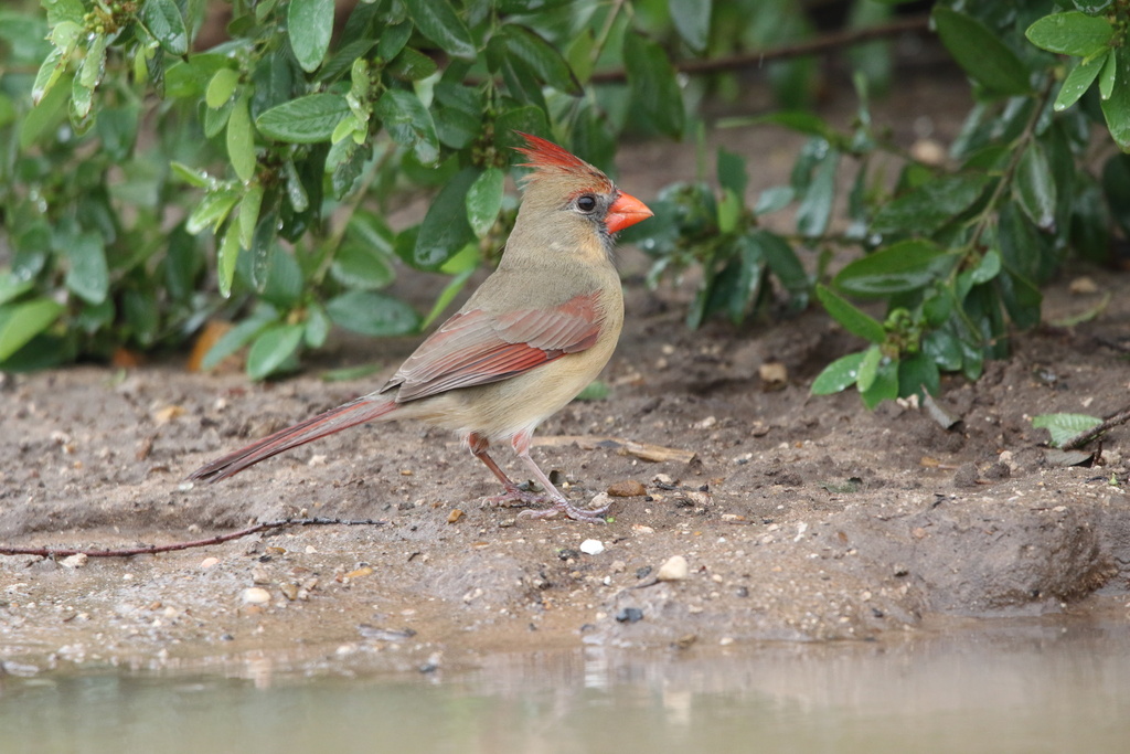 Northern Cardinal from Rio Grande City, TX, US on November 13, 2023 at ...