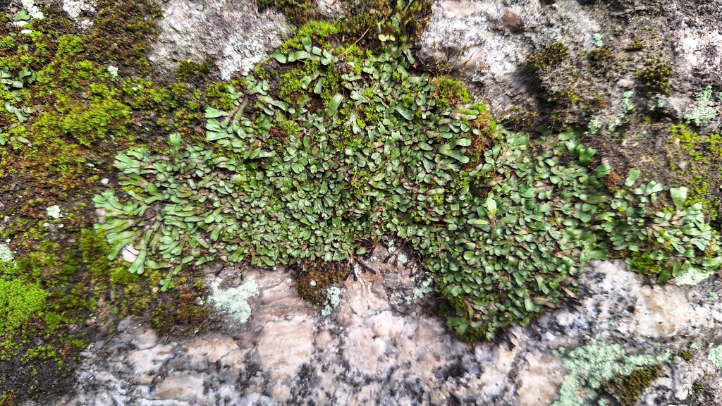 Mannia androgyna from 4980-020 Pte. da Barca, Portugal on November 19 ...