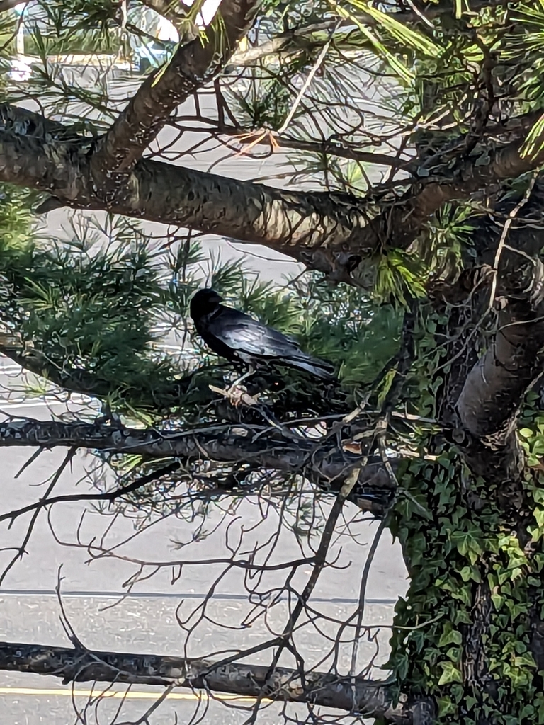 American Crow from Willow Grove, PA, USA on November 19, 2023 at 11:59 ...