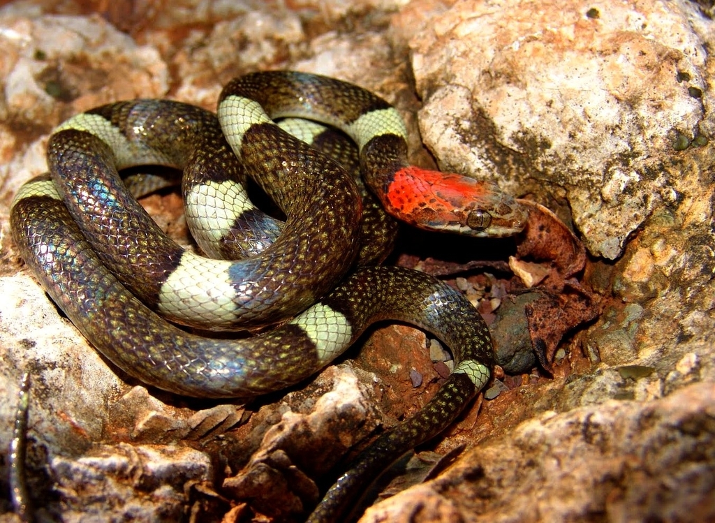 False Cat-eyed Snake from 28724 Col., México on September 23, 2006 at ...