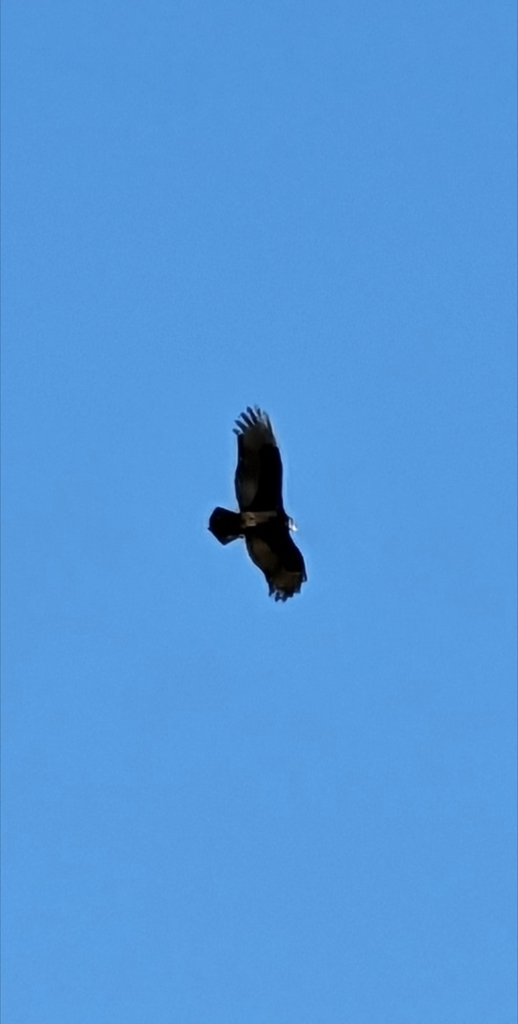 Turkey Vulture from Bloomfield Ave at Lake St, Newark, NJ 07104, USA on ...