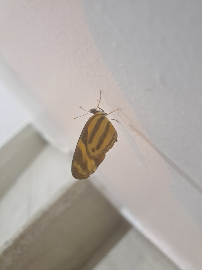 Tiger Crescent from PRWW+743, Santo Domingo, Ecuador on November 4 ...