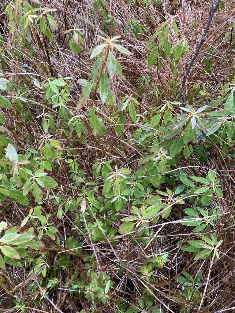 sheep laurel from Ferdinand, VT, USA on November 18, 2023 at 08:54 AM ...