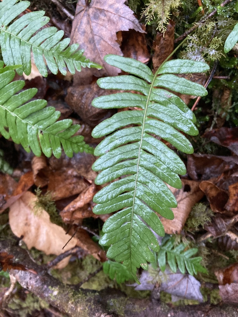 rock polypody from Ferdinand, VT, USA on November 18, 2023 at 08:03 AM ...