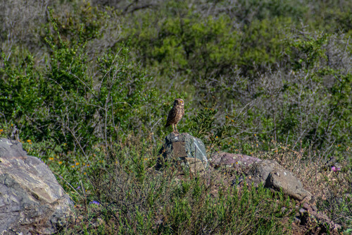 j_ignacio's Identifications · iNaturalist