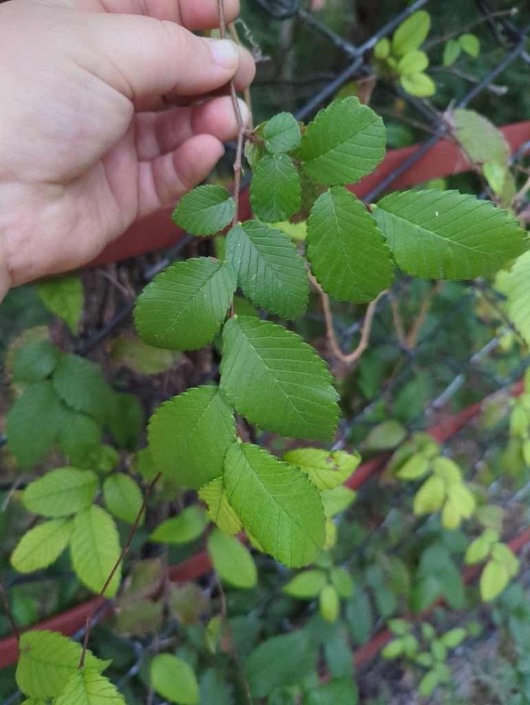 elms from Dallas, TX 75216, USA on November 19, 2023 at 04:32 PM by ...