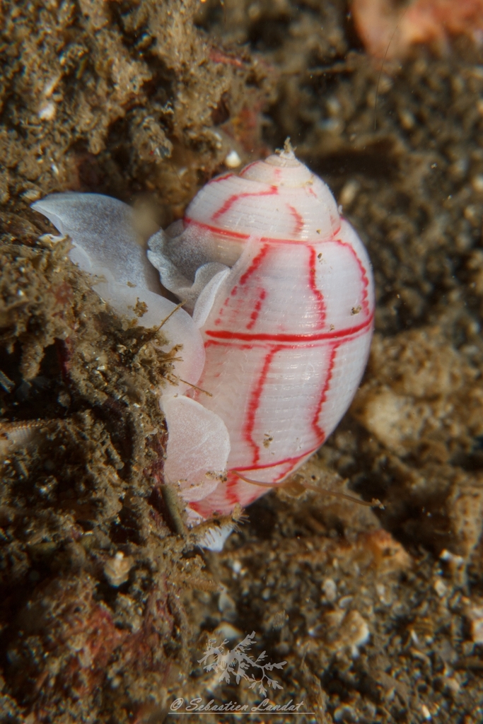 Red-lined Bubble Snail from Clifton Gardens, Mosman NSW 2088, Australia ...