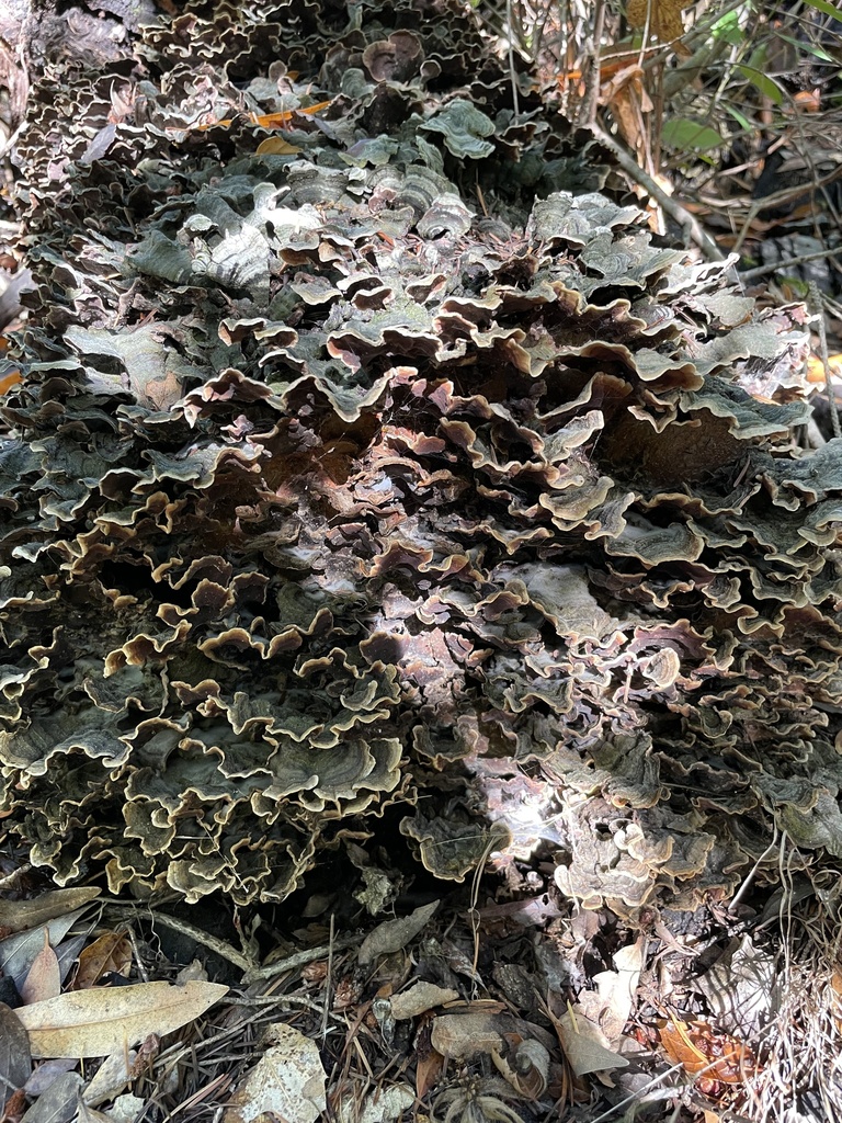 hairy curtain crust from Portola Valley, CA, US on November 19, 2023 at ...