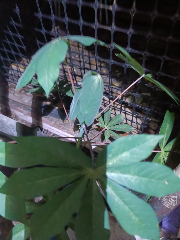 Cassava from 2JHC+V5, Catamayo, Ecuador on November 19, 2023 at 09:18 ...