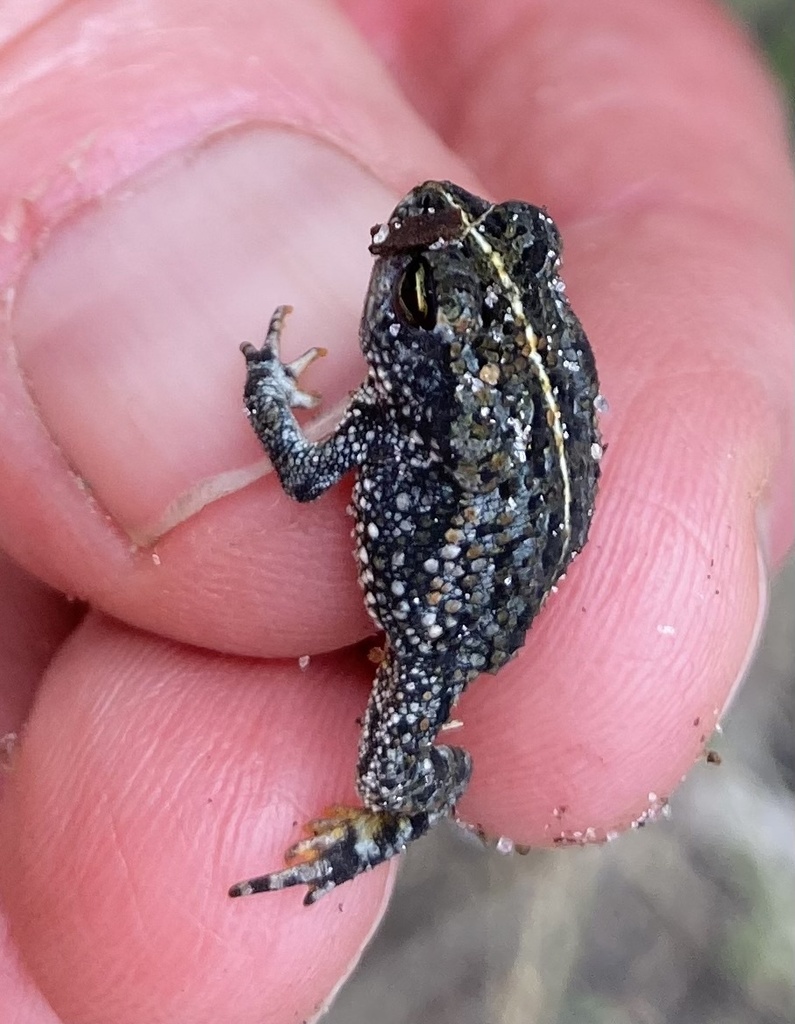 Oak Toad from Big Cypress National Preserve, Immokalee, FL, US on ...
