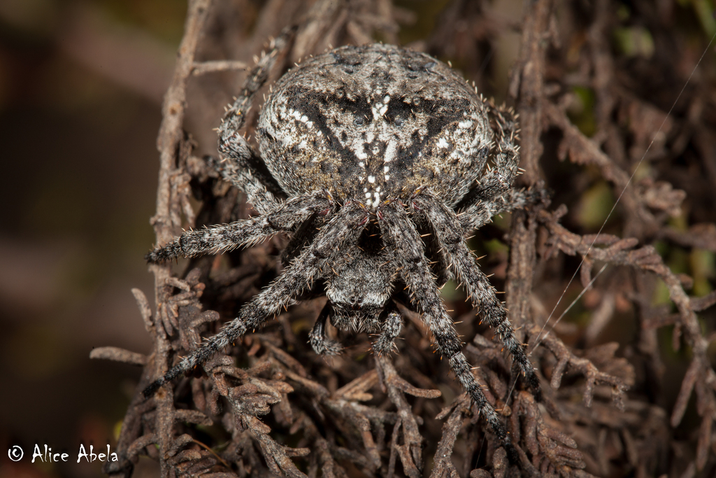 Araneus andrewsi in June 2013 by Alice Abela. Santa Barbara County ...