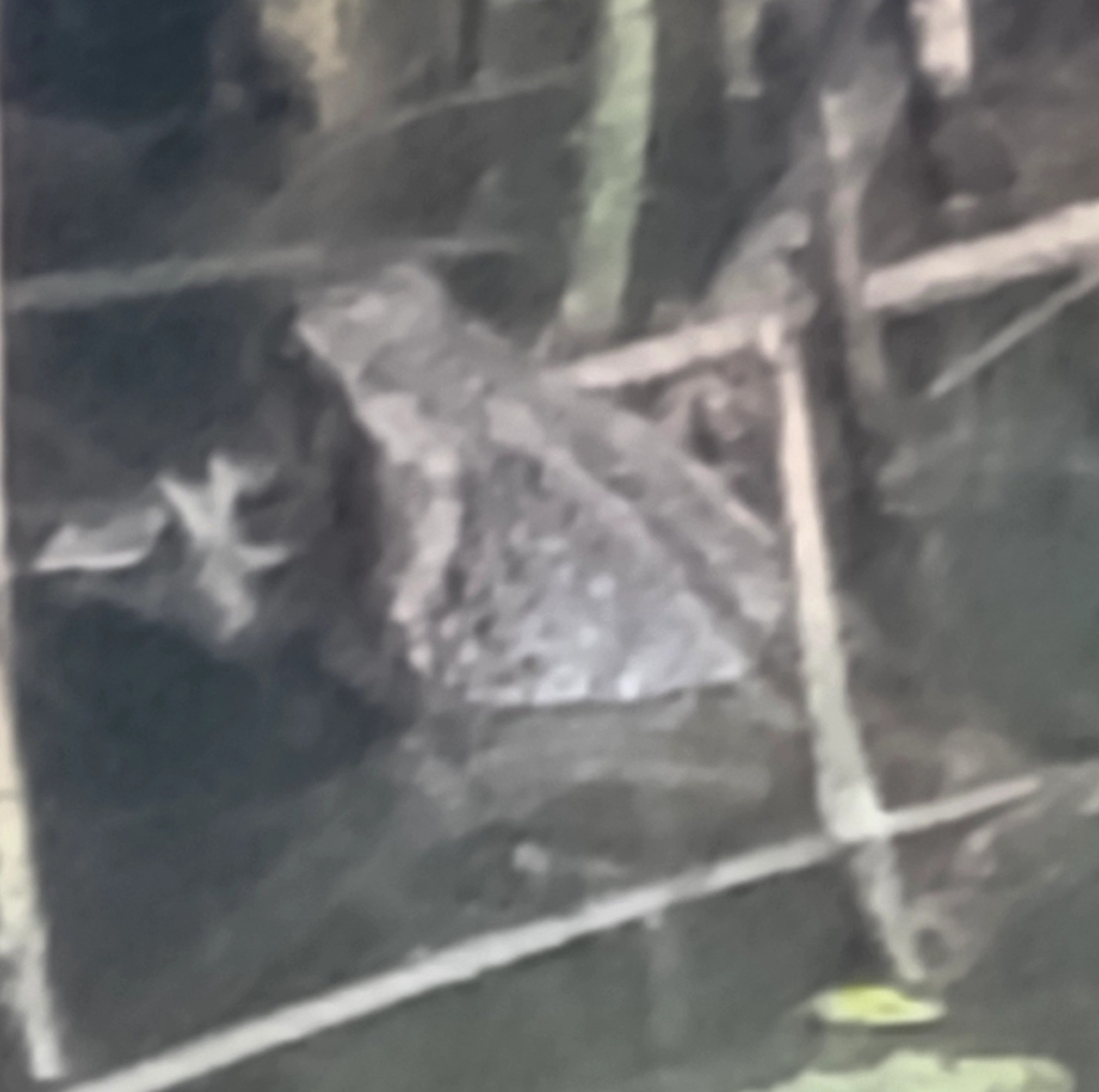 Cane Toad from Trelawny Parish, Jamaica on November 19, 2023 at 01:21 ...