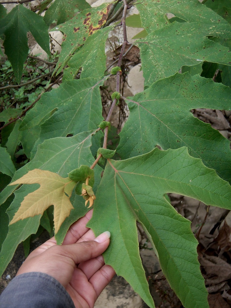 Mexican Sycamore from Oaxaca, MX on April 1, 2016 by Bia'ni Madsa ...