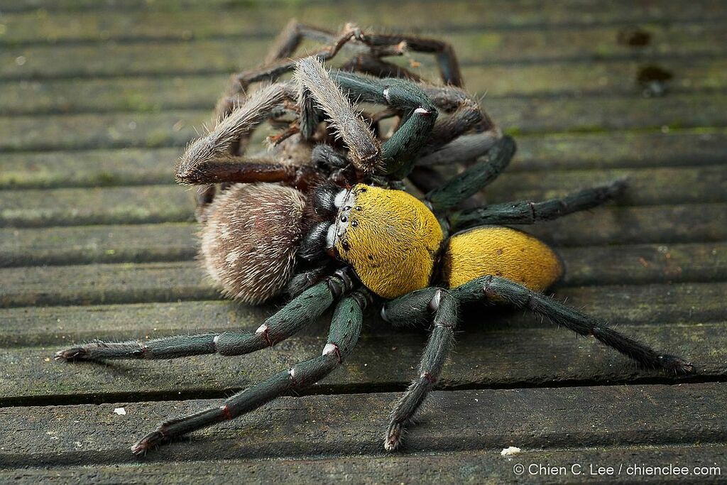 Thelcticopis orichalcea from Bahagian Miri, Sarawak, Malaysia on ...