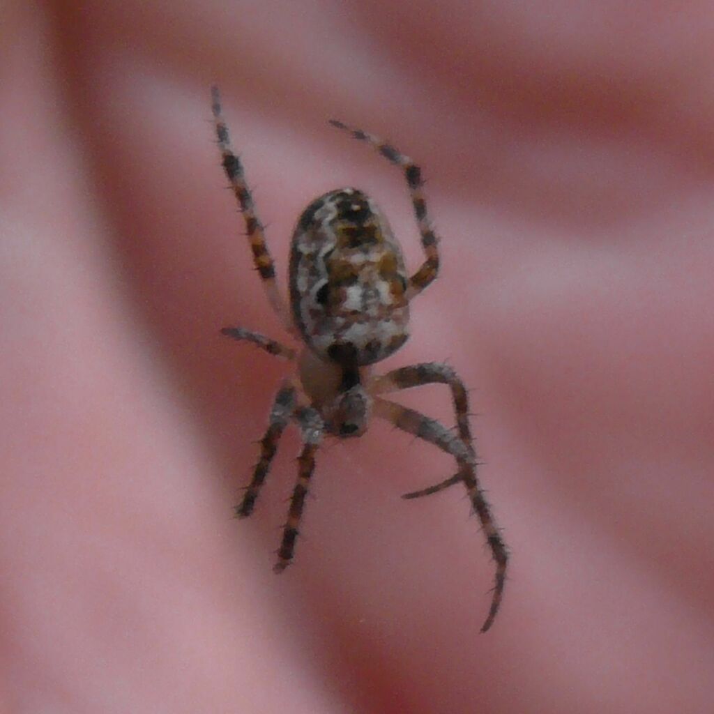 Eastern Bush Orbweaver from Watsonville QLD 4887, Australia on November ...