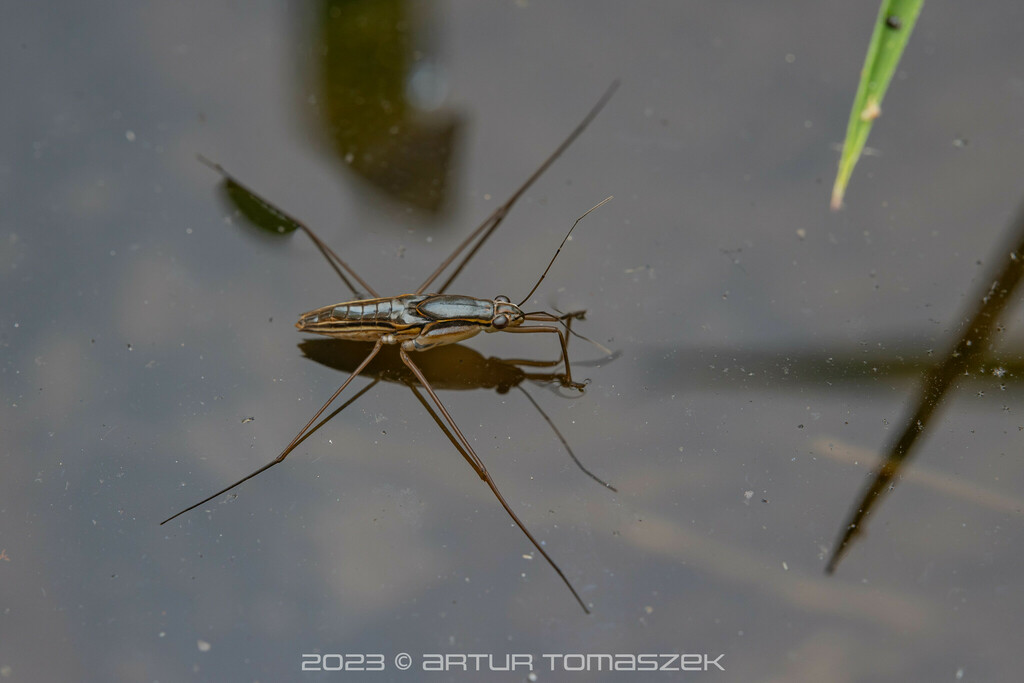 Limnogonus nitidus in November 2023 by Artur Tomaszek · iNaturalist