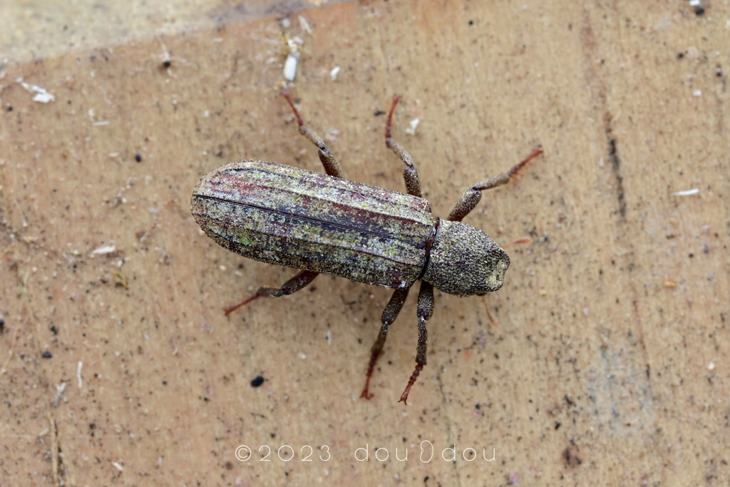 Stenochinus from 中国海南省五指山市五指山 on January 1, 2023 at 10:15 PM by 豆豆 · ...