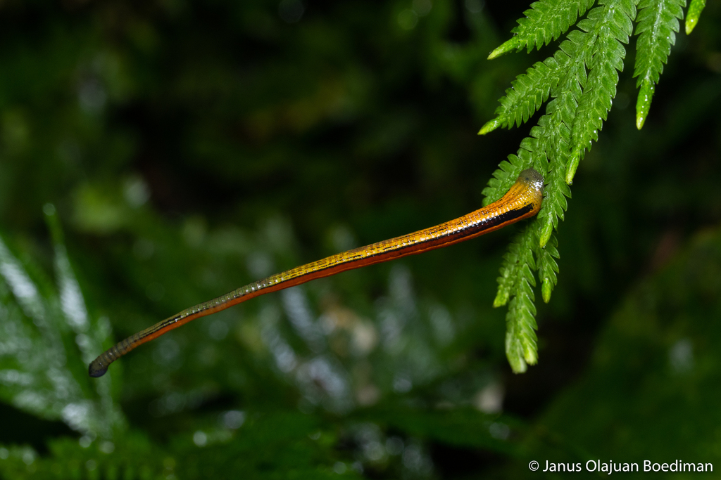 Haemadipsa in June 2023 by Janus Olajuan Boediman · iNaturalist