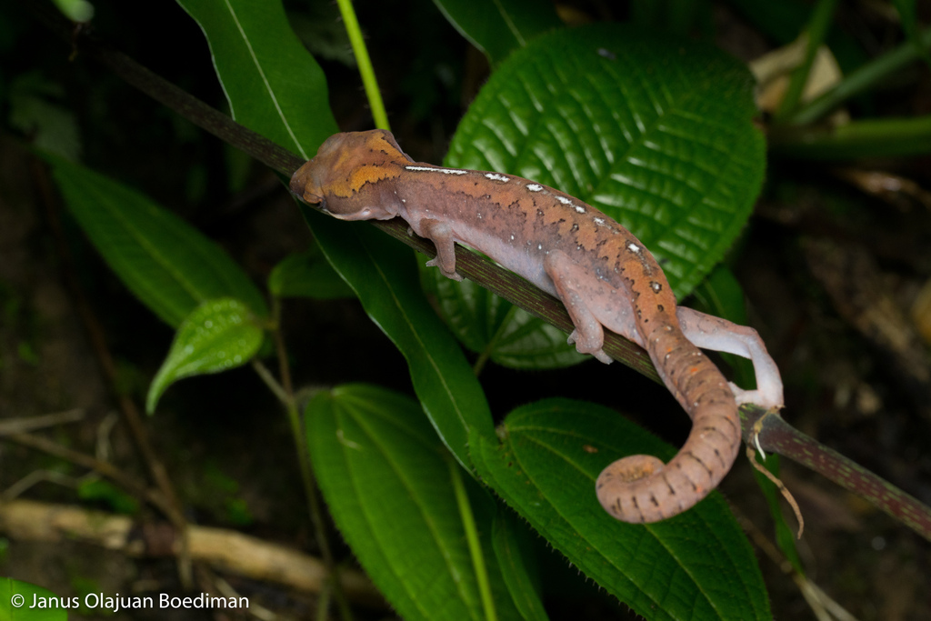 Cat Gecko in June 2023 by Janus Olajuan Boediman · iNaturalist