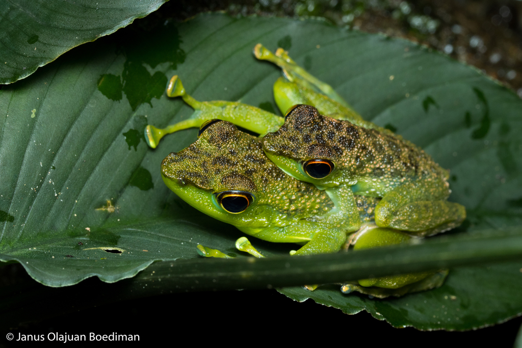 Black-spotted Rock Skipper in June 2023 by Janus Olajuan Boediman ...